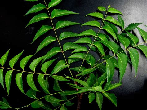 Neem Learn About Nature
