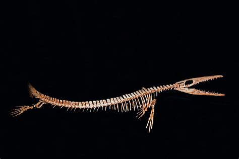 Clidastes Propython Marine Lizard Photograph By Millard H Sharp