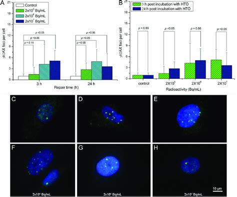 Detection Of γh2ax Foci In Cells Exposed To Hto With Various Levels Of