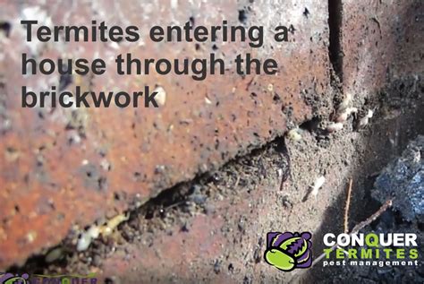 Where Do Termites Come From Brisbane Australia Conquer Termites