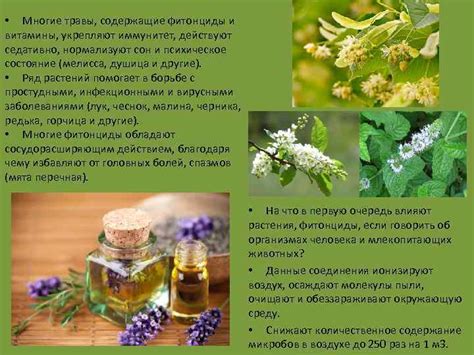 Изучение влияния фитанцидов растений на рост болезнетворных бактерий