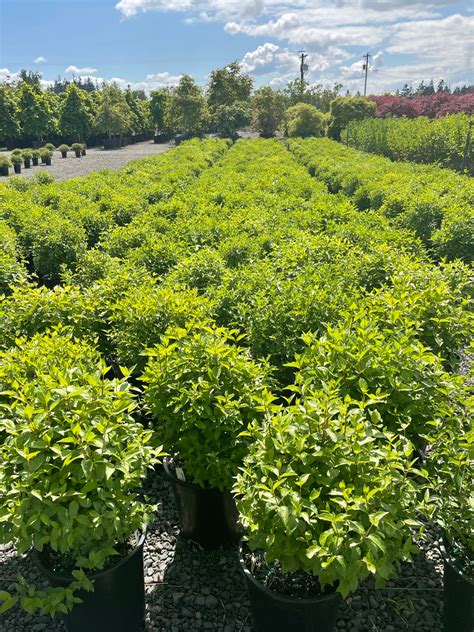 Philadelphus Lewisi Loen Nursery Inc
