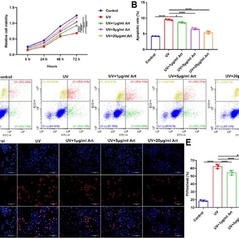 Art Treatment Promotes Cell Viability And Inhibits Apoptosis In