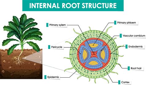 Diagram Showing Internal Root Structure 6350539 Vector Art At Vecteezy