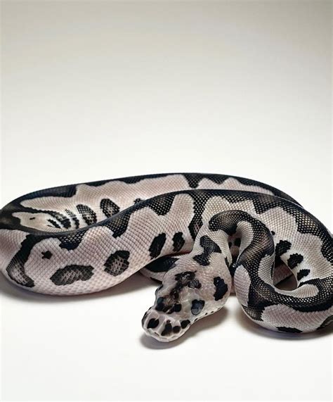 leopard vpi axanthic clown ball python by reptibuy morphmarket