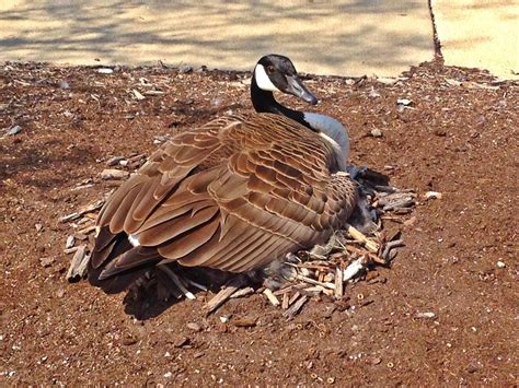 This Goose Was Nesting In A Strip Mall Parking Lot I Think Because She