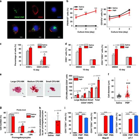 Platelet Derived Microparticles Enhance Megakaryocyte Differentiation And Platelet Generation
