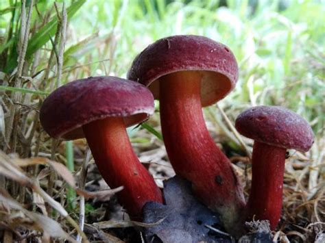 Моховик красный (Xerocomus rubellus) описание фото