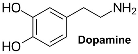 Dopamine Function Dopamine Deficiency How To Increase Dopamine