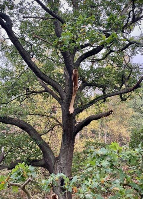 Sherwood Forest Tree Veteranisation Devon Tree Consultant Tree Inspections Devon