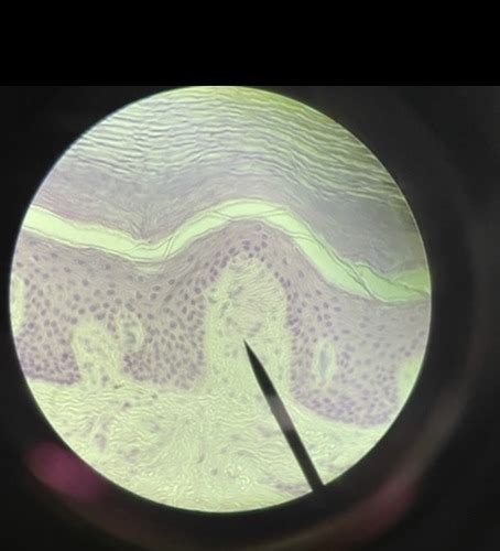 Lab Quiz Week 2 Histology Flashcards Quizlet