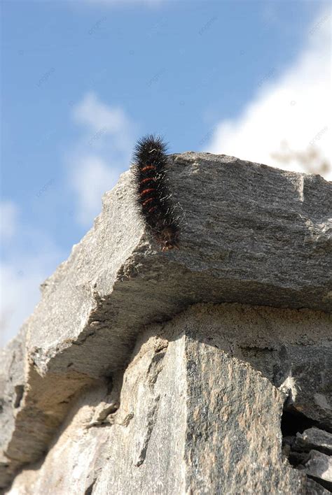 Creeping Caterpillar Bug Clouds Walking Photo Background And Picture