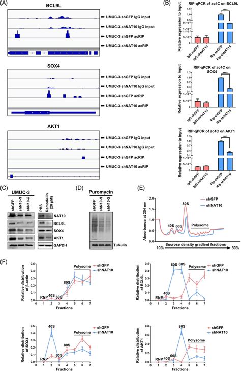 Nat10 Regulates Target Genes In An N4‐acetylcytidine‐dependent Manner