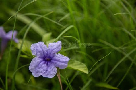 Campanula Patula Or Spreading Bellflower Beautiful Natural Stock Image