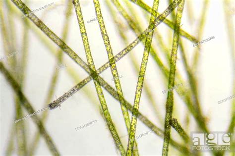 Green Algae Microscope