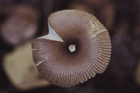 Mushroom Mycology Fungus Free Photo On Pixabay Pixabay