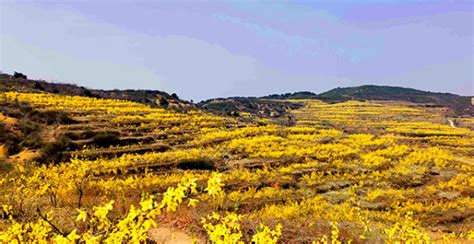 高平建宁乡：连翘花开正当时 满山尽现“黄金甲”腾讯新闻