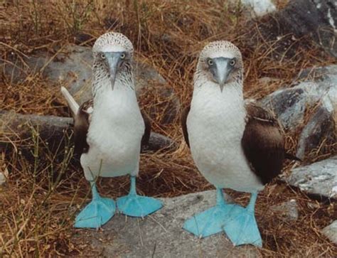 20 Best Boobies Images On Pinterest Blue Footed Booby Galapagos