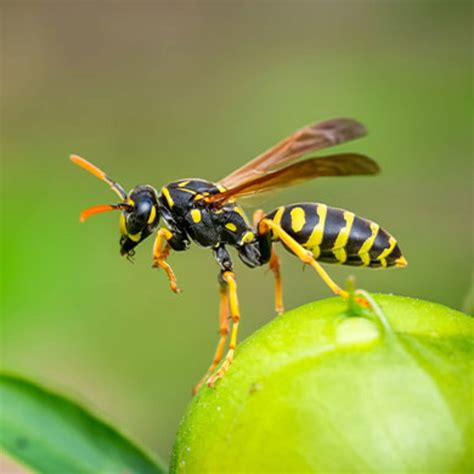 Wasps Wilson Control