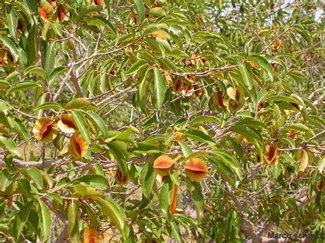 Kinkeliba vertus et bienfaits de la tisane de vie détox