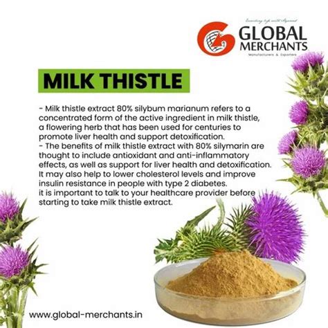 Milk Thistle Extract Silymarin 80 At ₹ 3500kg Milk Thistle Extract