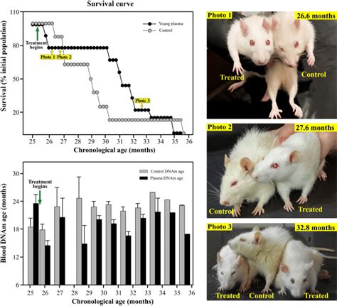 Survival And Epigenetic Age Of Treated Old Rats The Upper Graph Shows