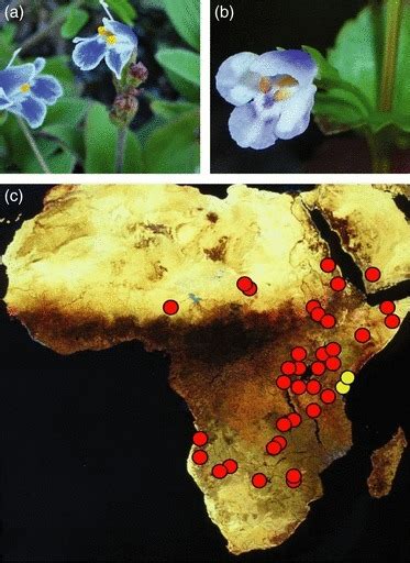 Morphology And Distribution Of Lindernia Brevidens And Craterostigma Download Scientific