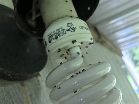 Newly Hatched Bold Jumping Spiders On My Porch Light R Spiders