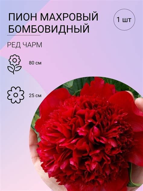 Пион Red Charm (Ред Чарм), саженец корень для высадки 1 шт. - купить с ...