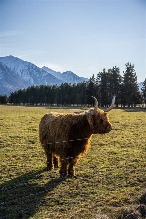 New Zealand Highland Cattle On The Farm Stock Image Image Of