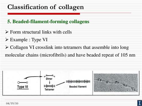 Ppt Extracellular Matrix Proteins And Proteinases Powerpoint