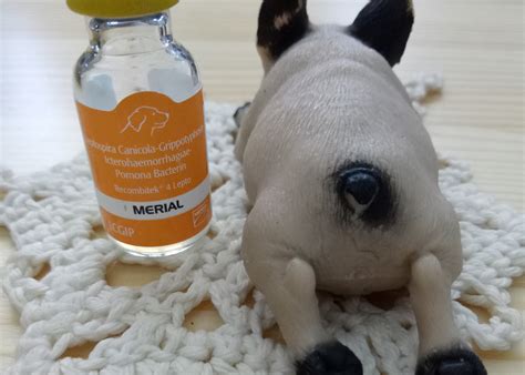 All About The Leptospirosis Vaccine Vetmobile