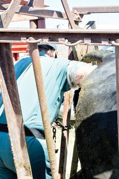 Who Can Legally Preg Check Cows In Your State Ag Proud