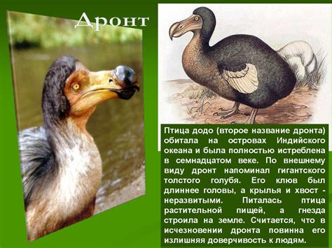 Животные Красной книги Online Presentation