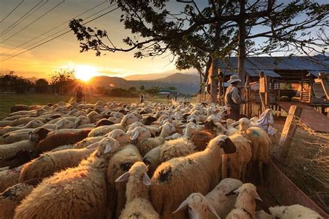羊を数える由来は日本語では意味が無かったラジオもあるみたい