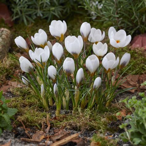Snowbunting Crocus Bulbs Buy Online Boston Bulbs