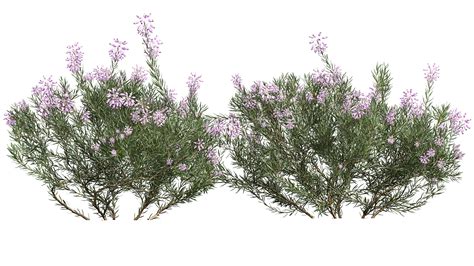 New Plant Wild Erica Multiflora Bruyere Fiche 3d Turbosquid 2205733