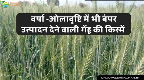 High Yielding Wheat Varieties वर्षा ओलावृष्टि के बावजूद गेहूं की इन 3
