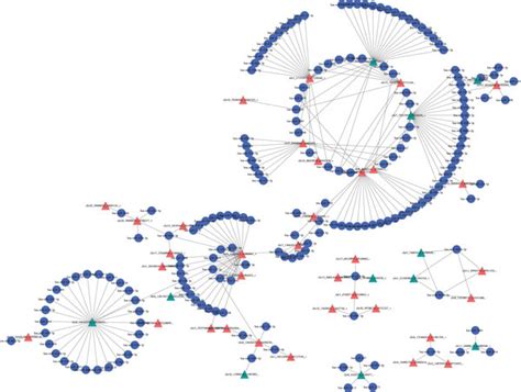 The Potential Regulatory Network Of Circrna Mirna Interactions In Download Scientific Diagram
