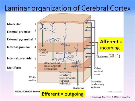 Cerebral Cortex The Outer Layer Of The Cerebrum