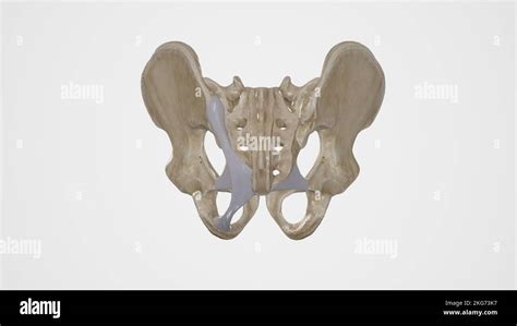 Sacroiliac joint Banque de photographies et dimages à haute résolution