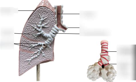 Respiratory System Diagram Quizlet