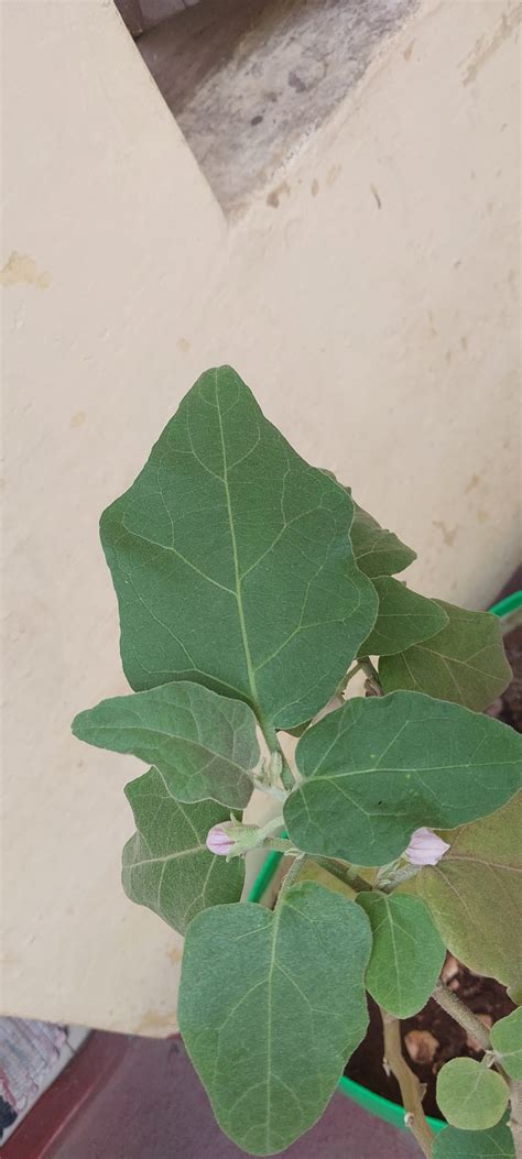 Cotton Leaf Object Detection Dataset And Pre Trained Model By