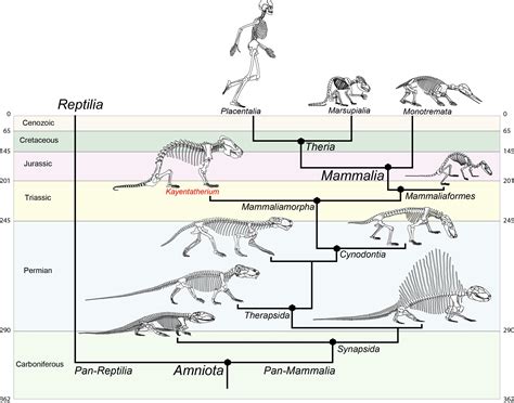Weasel Like Fossils Reveal Evolutionary Clues Of The First Mammals Science Smithsonian