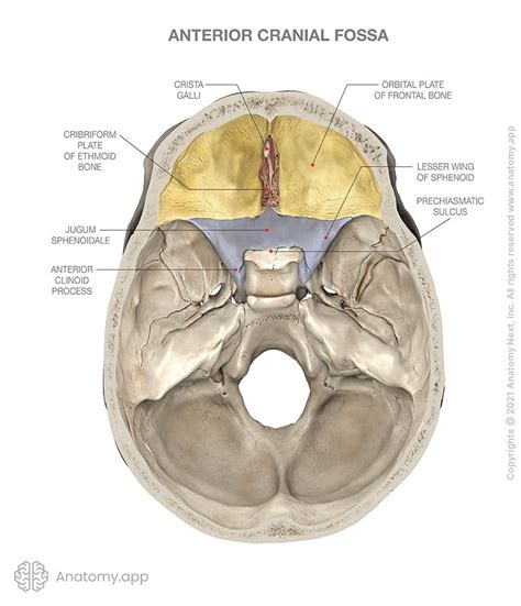Anterior Cranial Fossa Anatomyapp