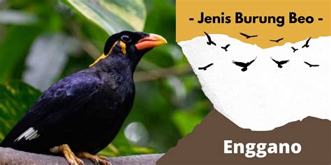 Mengenal 5 Jenis Burung Beo Beserta Gambarnya Beternak Dirumah