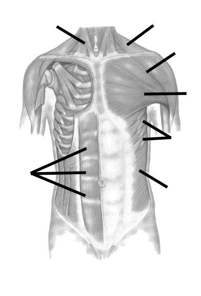 Superficial Deep Chest Muscles Diagram Quizlet