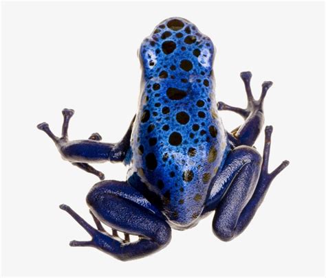 Blue Dart Frog Life Cycle