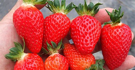 로열티 확보 교두보 마련한 여름딸기 고하