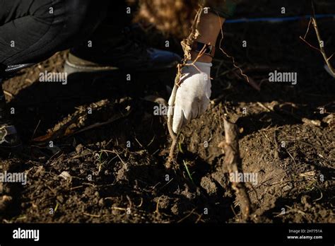 Details With The Hands Of A Woman Planting A Tree Sapling During An Autumn Tree Planting Stock